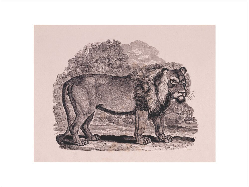 Engraving, THE LION, by Thomas Bewick, 1753-1828, one of a series of l ...