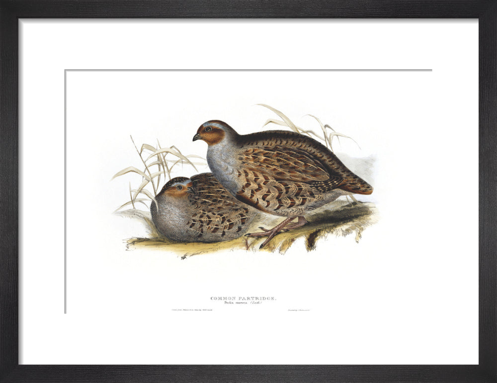 BIRDS OF EUROPE - COMMON PARTRIDGE (Perdix cinerea) by John Gould, Lon ...