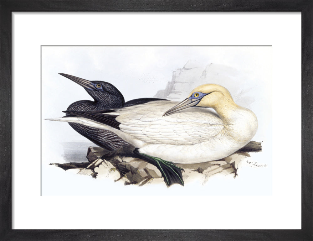 BIRDS OF EUROPE - SOLAN GANNET (Sula bassana) by John Gould, London 18 ...