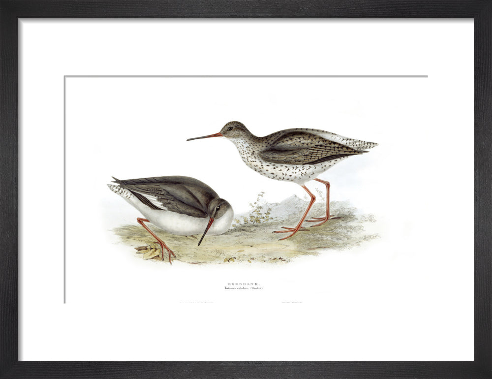 BIRDS OF EUROPE - REDSHANK (Totanus calidris) by John Gould, London 18 ...