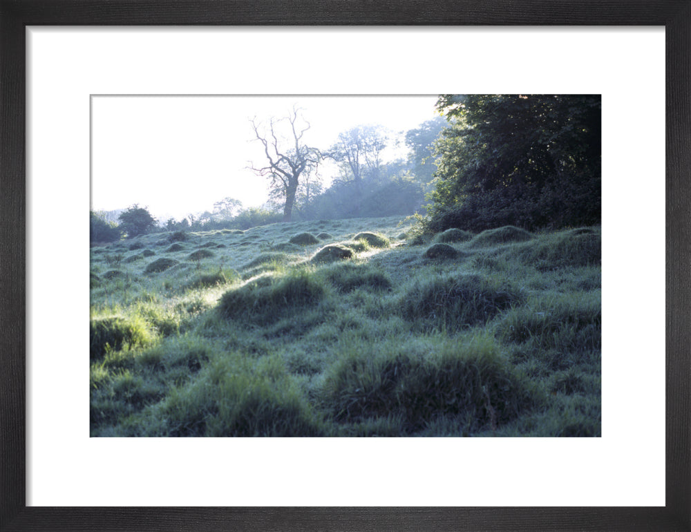 A slightly misty meadow with tussocky ground at Prior Park – National ...