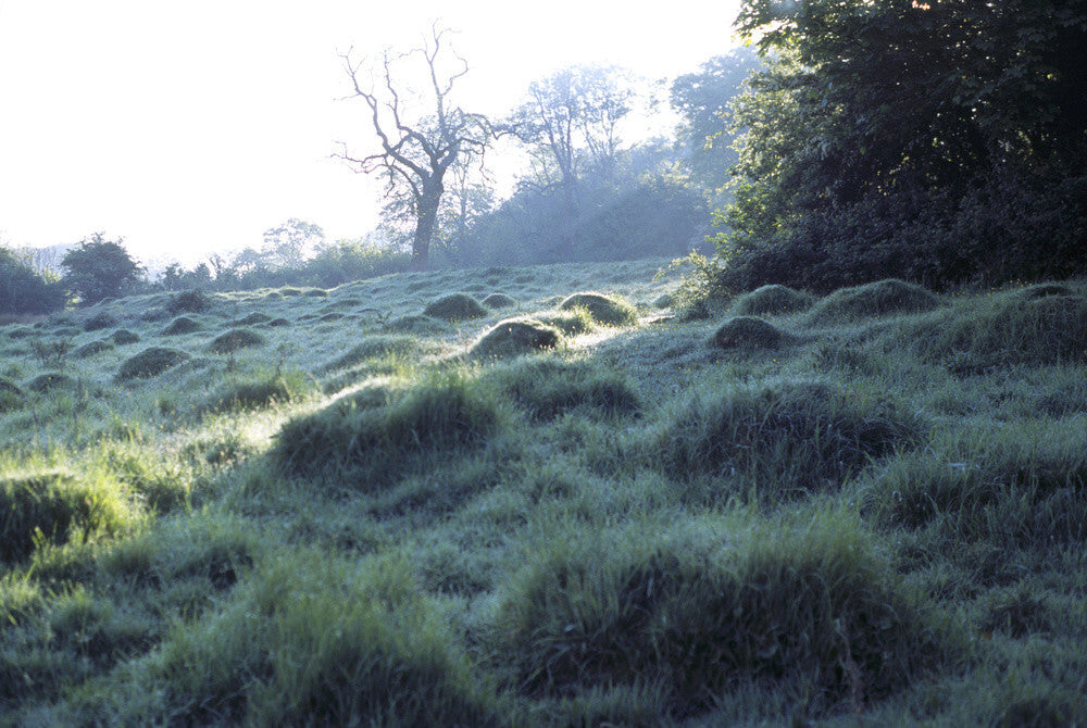 A slightly misty meadow with tussocky ground at Prior Park – National ...