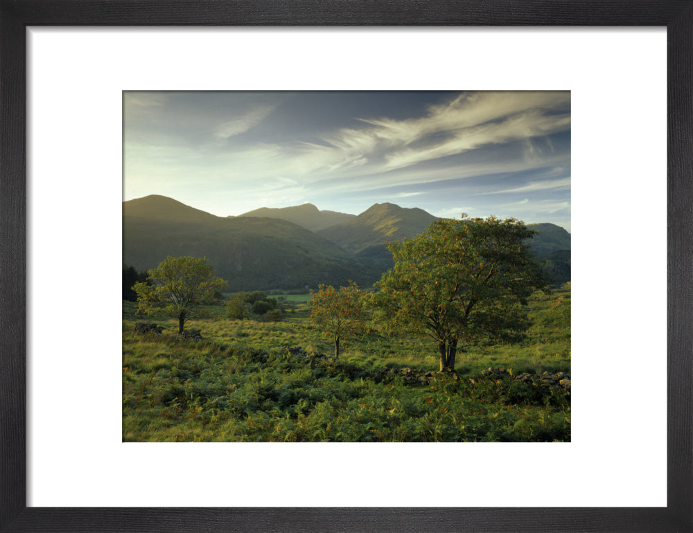Rowan trees in Snowdonia, Snowdon on the skyline with Hafod y Llan in ...