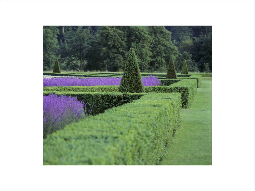 Neatly clipped box-hedges outlining the Parterre at Cliveden – National ...
