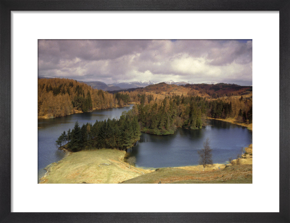 Looking out over Tarn Hows, near Coniston, with stormy sky and fir tre ...