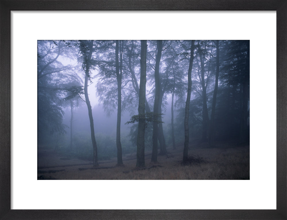 Tall gaunt tree trunks silhouetted against the misty sky, in the Clent ...