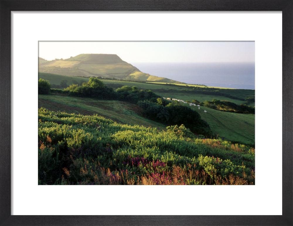 Looking east, over the cliff top, to the summit of Golden Cap, with a ...
