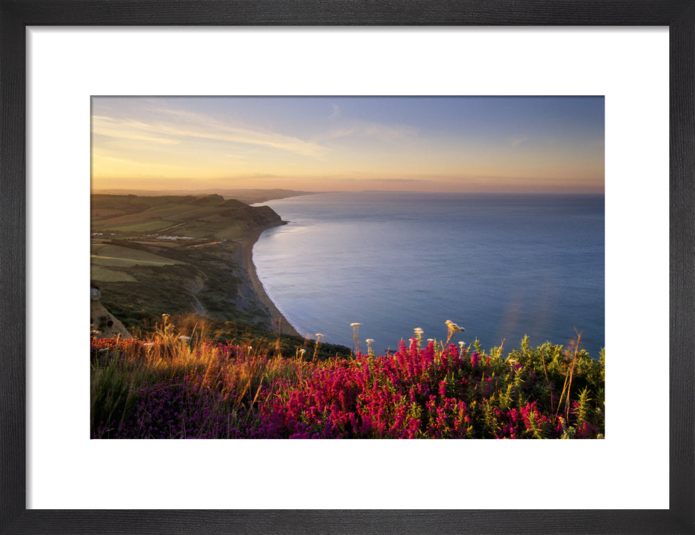 A view of the coastline from the summit of Golden Cap, at dawn ...