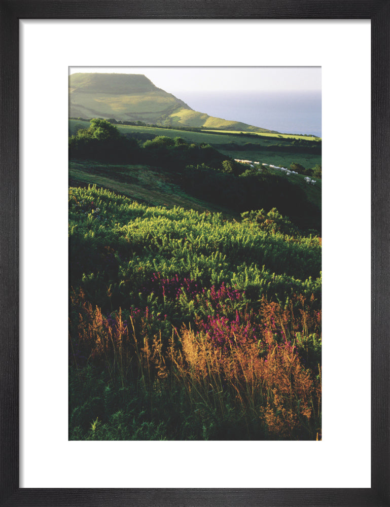 A view, looking east, to the summit of Golden Cap – National Trust Prints