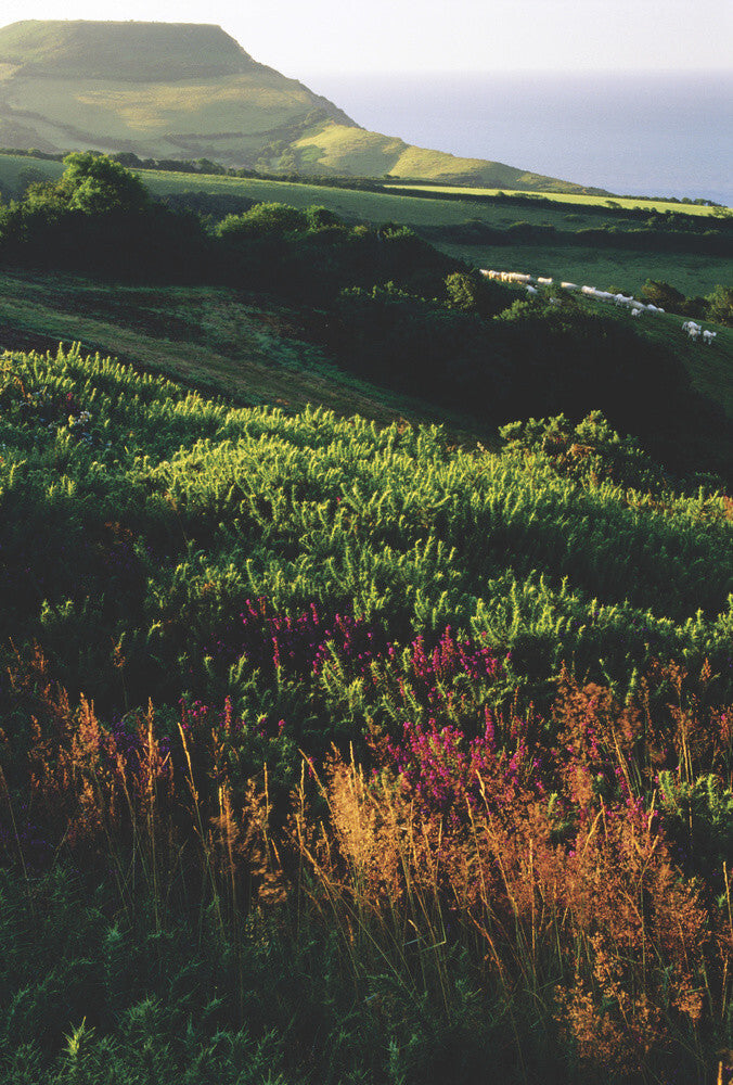 A view, looking east, to the summit of Golden Cap – National Trust Prints