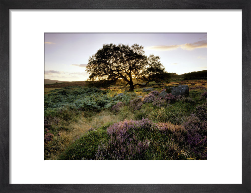 A heather-covered area of the Longshaw Estate in the Pennines ...