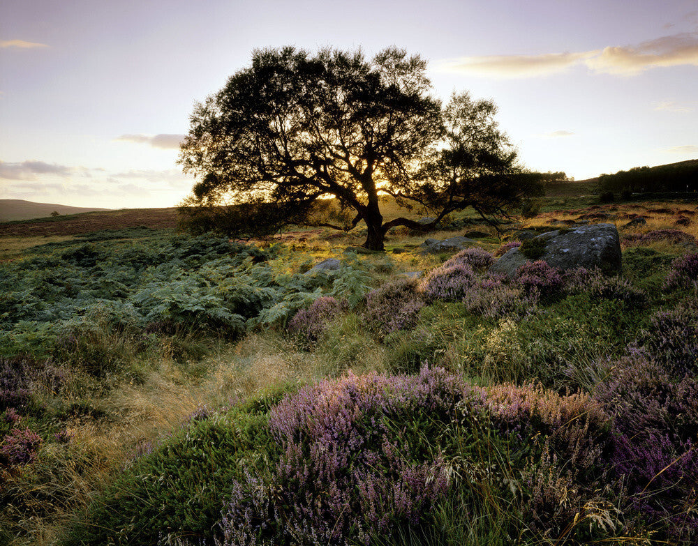 A heather-covered area of the Longshaw Estate in the Pennines ...