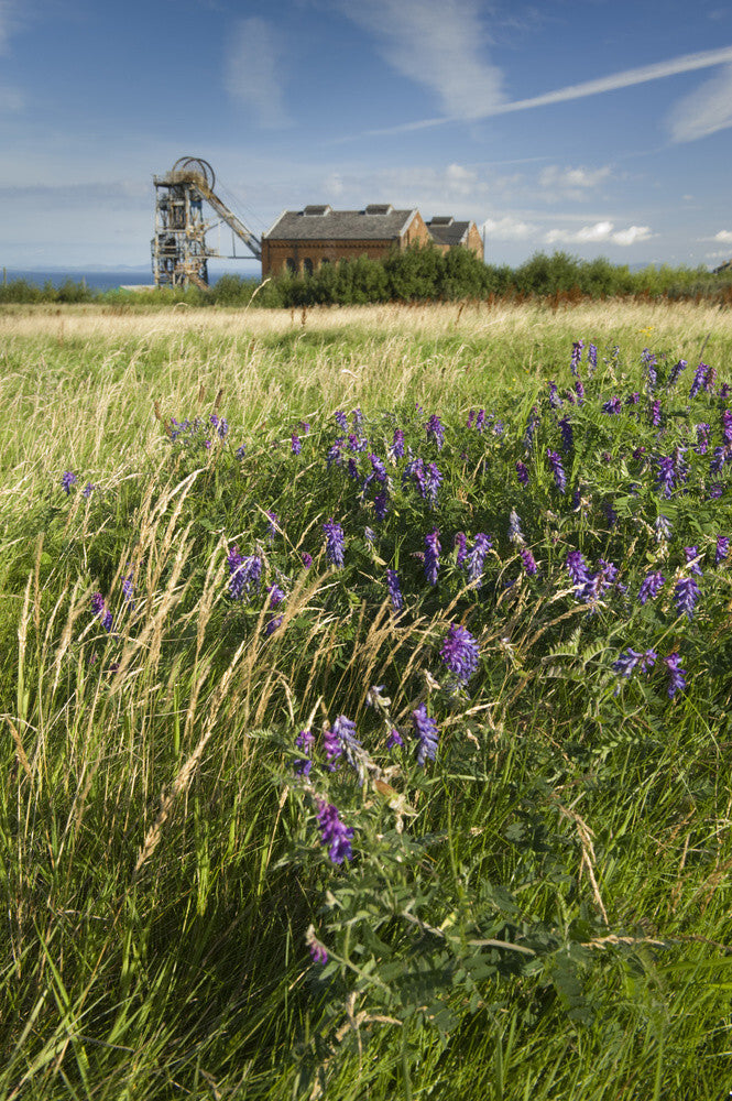 Remains of the Haig Pit, an early twentieth century colliery, on the W ...