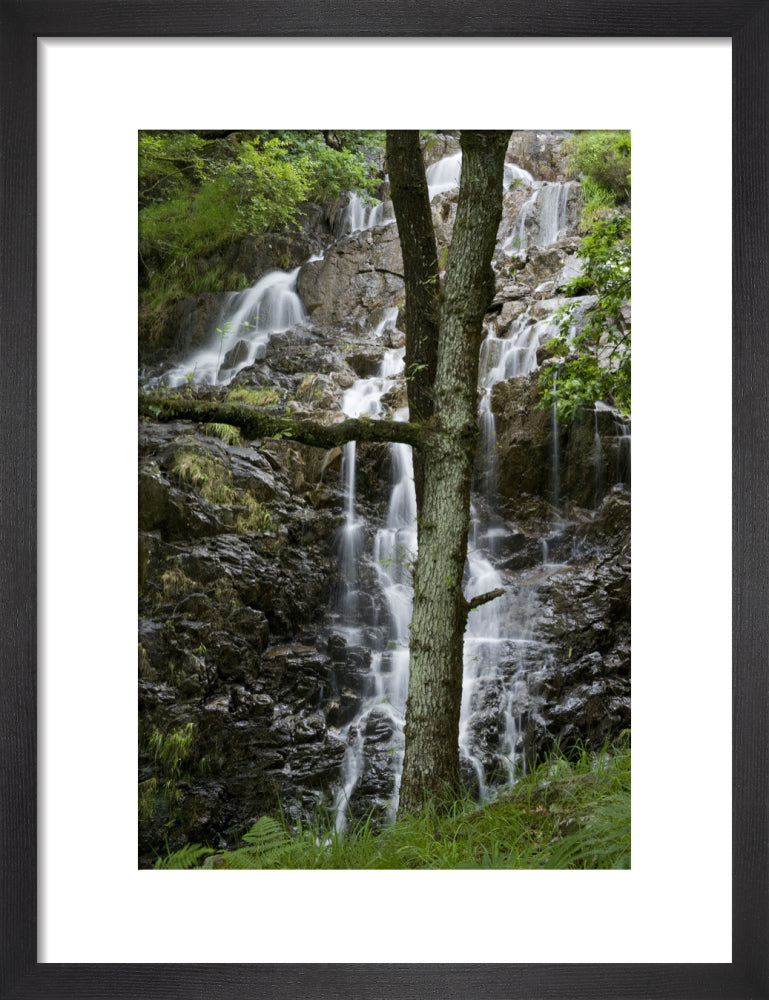 Afon Merch waterfall and an oak tree on Hafod Y Llan farm, Snowdonia ...