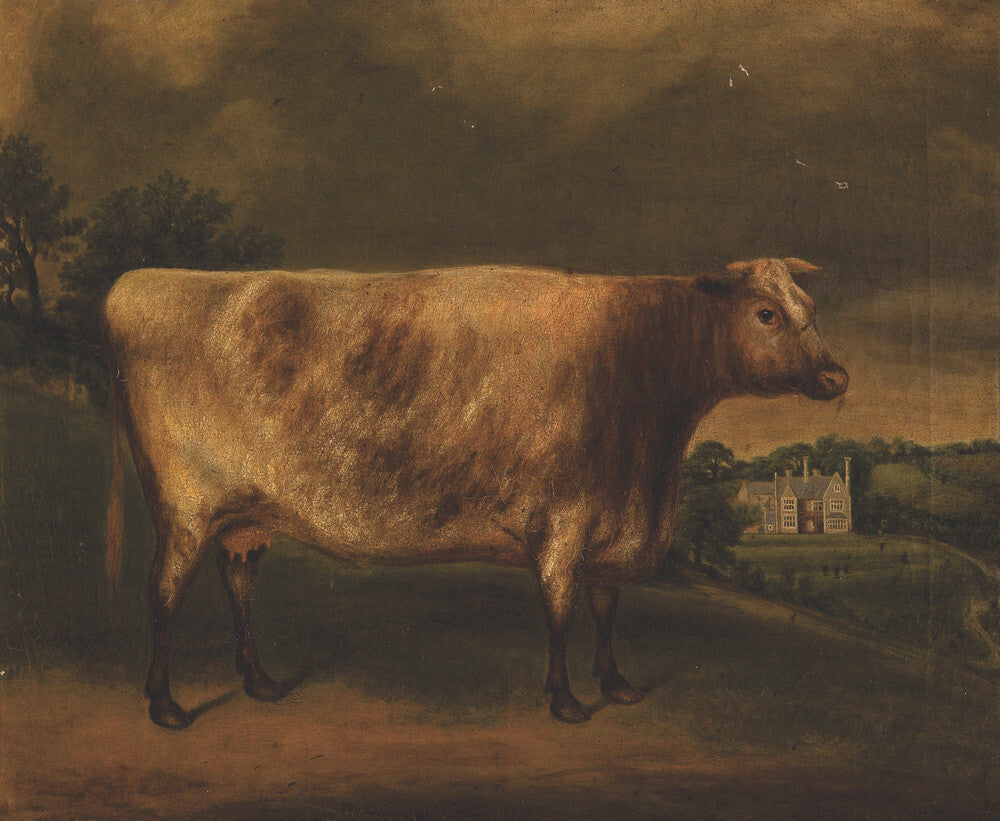 Waterwitch': Prize Cow, Winner of the 1st Prize, Totnes – National ...