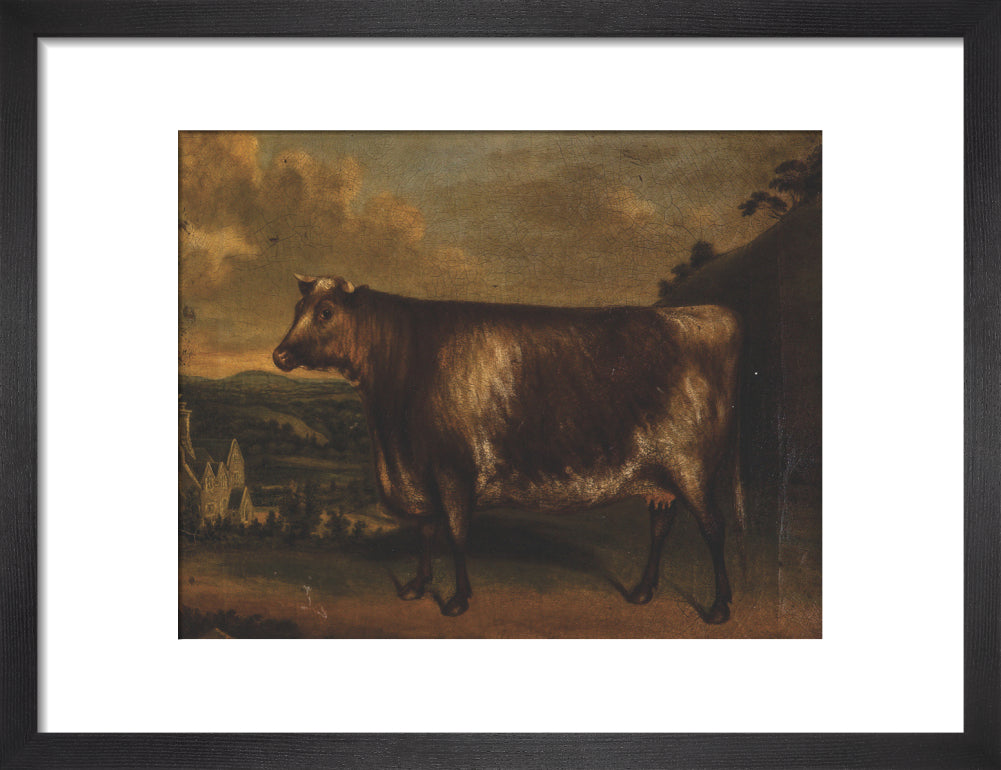 Lunette': Prize Cow,Winner of the 1st Prize at Modbury – National Trust ...