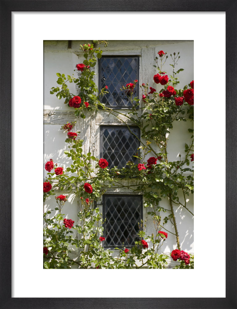 Red rambling roses frame three diamond pane windows at Lower Brockhamp ...