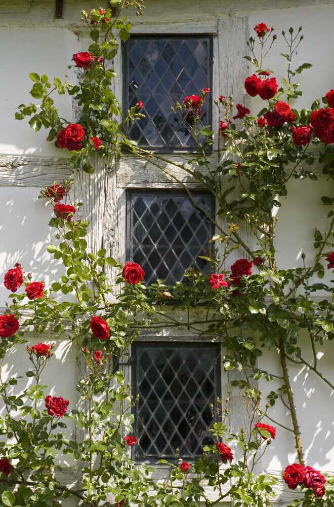 Red rambling roses frame three diamond pane windows at Lower Brockhamp ...