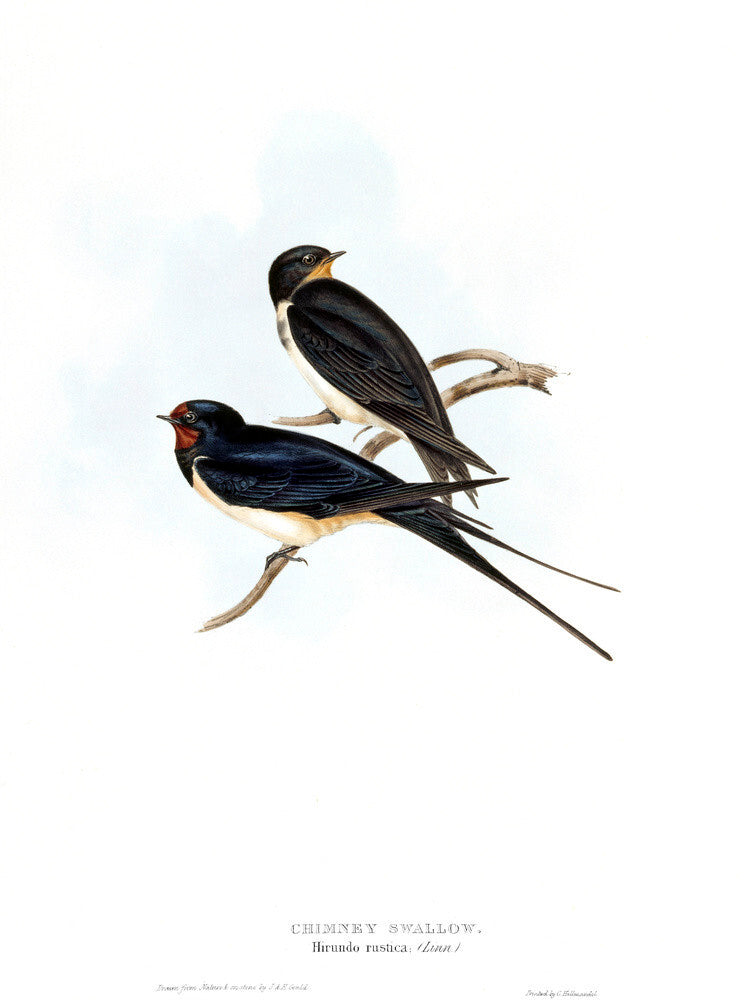 Birds of Europe - Chimney Swallow, John Gould, 1837 – National Trust Prints