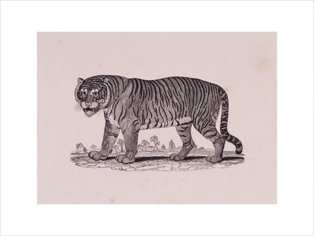 The Tiger by Thomas Bewick (1753-1828) – National Trust Prints
