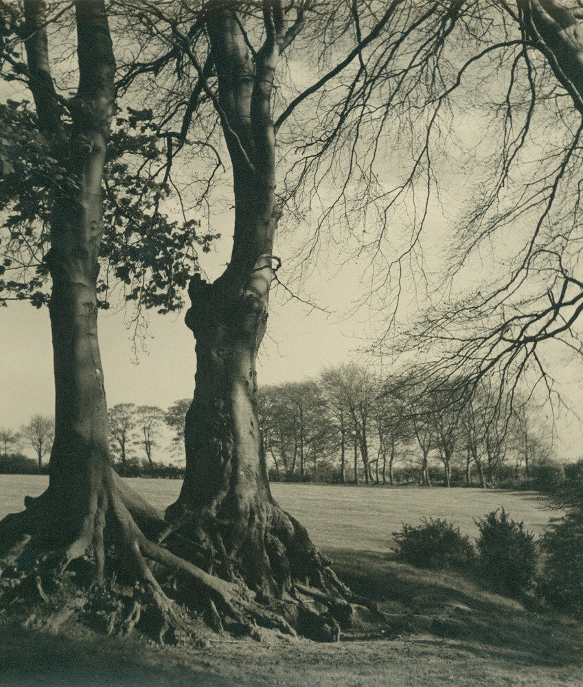 Copse Seen Through Trees – National Trust Prints